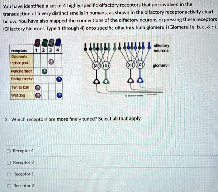 You have identified a set of 4 highly specific olfactory receptors that ...