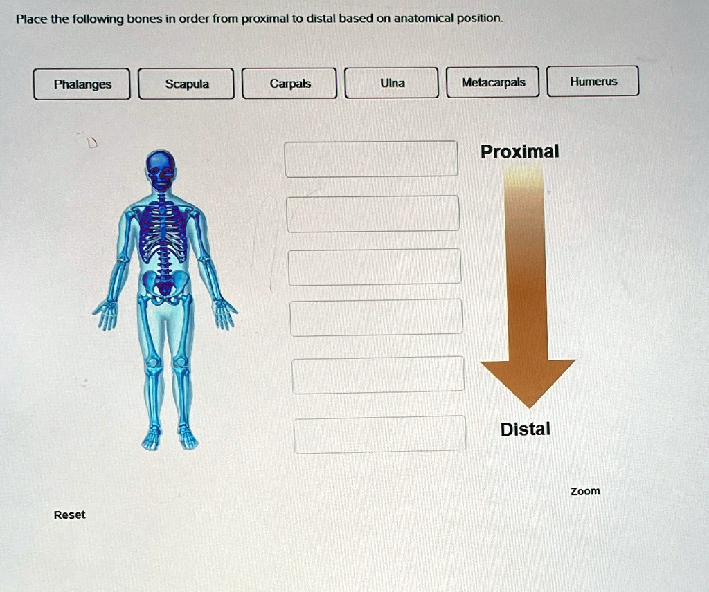place the following bones in order from proximal to distal based on ...