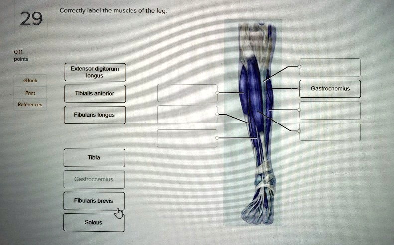 SOLVED: Correctly label the muscles of the leg 29 0.11 points Extensor ...