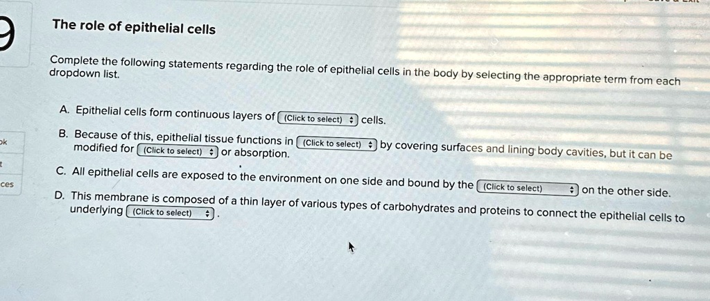 Solved The Role Of Epithelial Cells Complete The Following Statements Regarding The Role Of 7997
