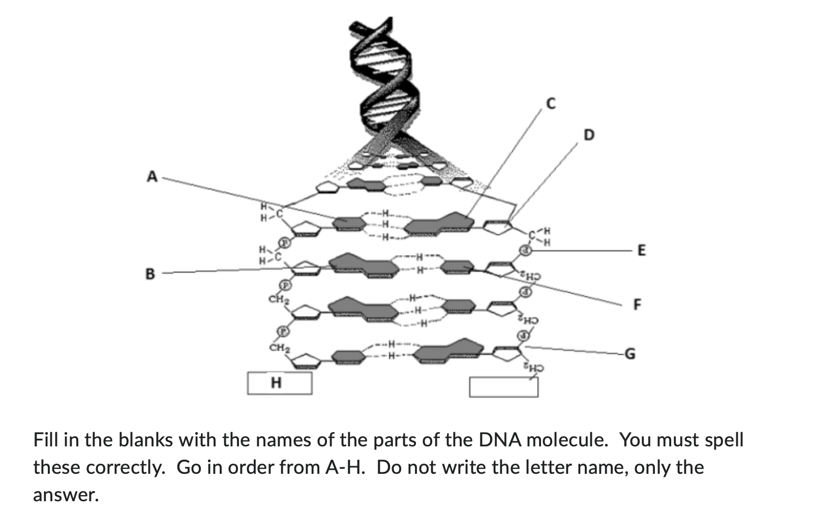 Fill in the blanks with the names of the parts of the DNA molecule. You ...