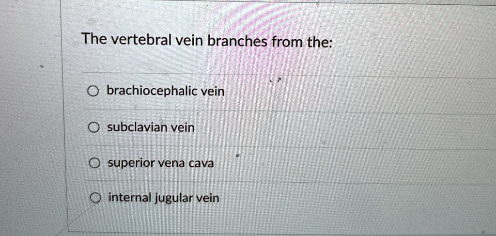 The vertebral vein branches from the: Obrachiocephalic vein subclavian ...