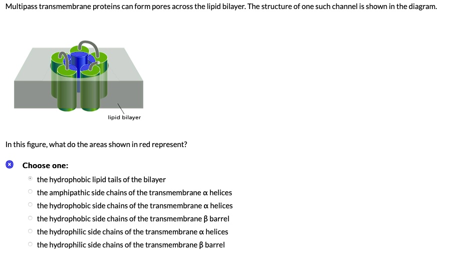 SOLVED: Multipass transmembrane proteins can form pores across the ...