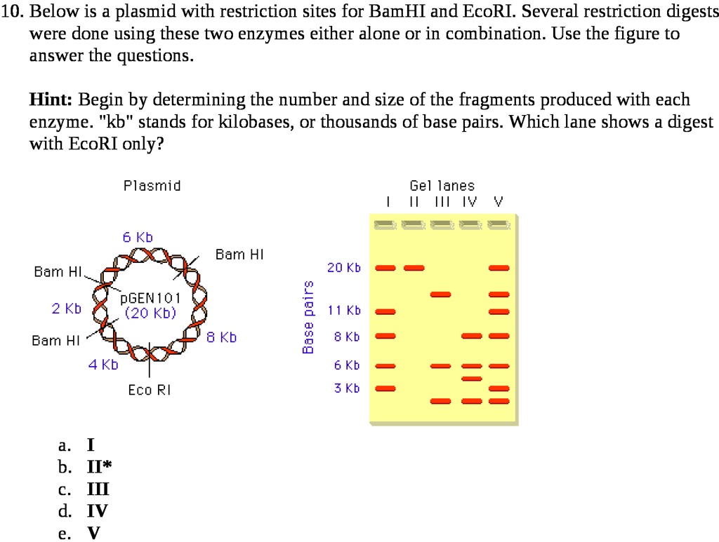 10. Below is a plasmid with restriction sites for BamHI and EcoRI ... 10. Below is a plasmid with restriction sites for BamHI and EcoRI ...