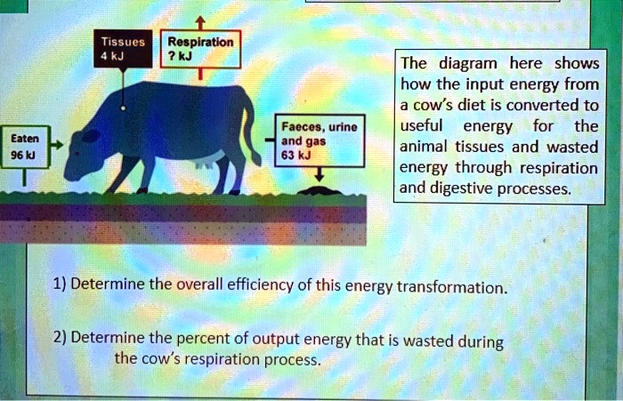SOLVED: Tissues Respiration 2 kJ The diagram here shows how the input ...