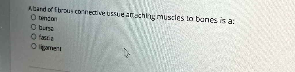 a band of fibrous connective tissue attaching muscles to bones is a o ...