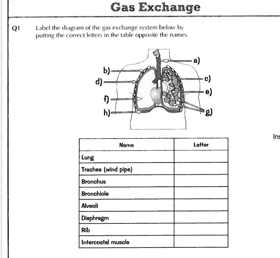 SOLVED: Please answer this, I need help fast!! Gas Exchange: Label the ...