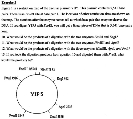 exercise 2 figure restriction map of the circular plasmid yips this ...