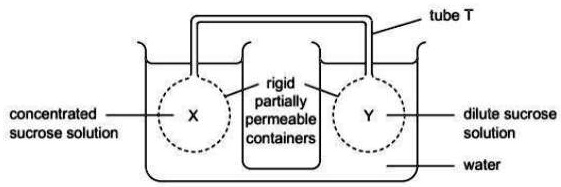 concentrated X sucrose solution rigid partially permeable containers Y ...