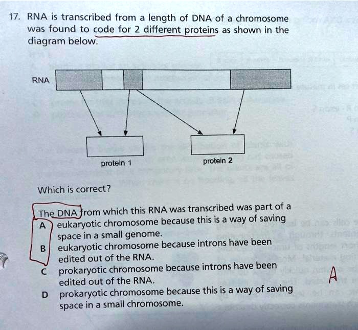 17 rna is transcribed from length of dna of a chromosome was found to ...