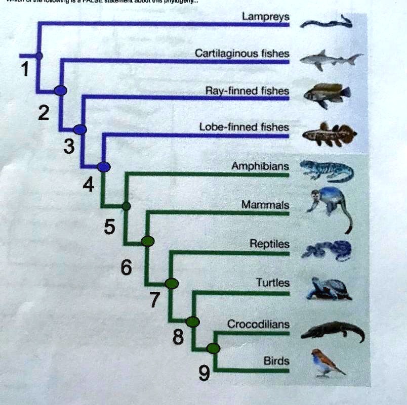 SOLVED: Lampreys Cartilaginous fishes Ray-finned fishes 2 Lobe-finned ...