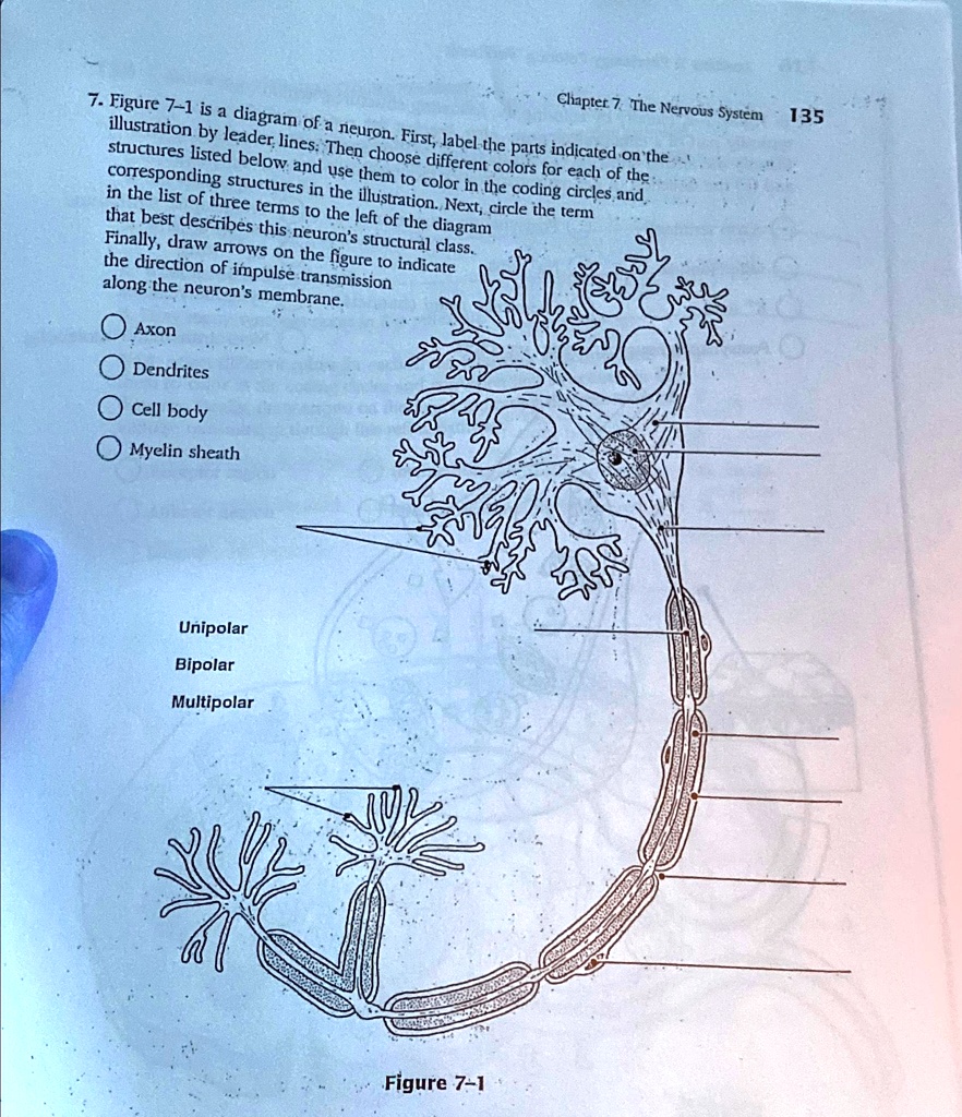 Chapter 7. The Nervous System 135 7. Figure 7-1 is a diagram of a ...
