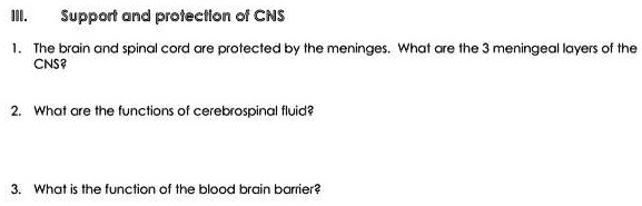 VIDEO solution: Support and protection of CNS 1. The brain and spinal ...