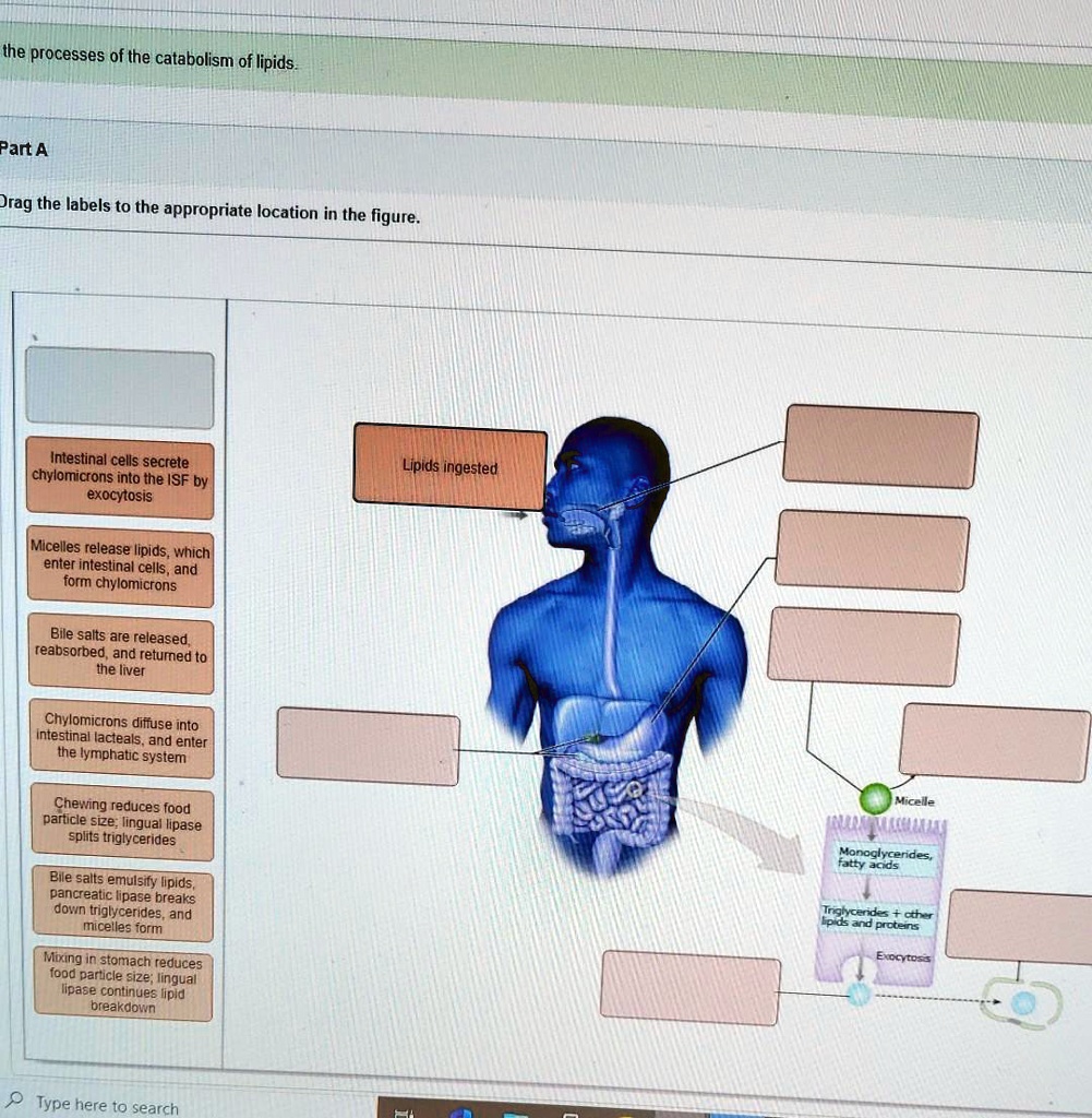 the processes of the catabolism of lipids. Part A Drag the labels to ...