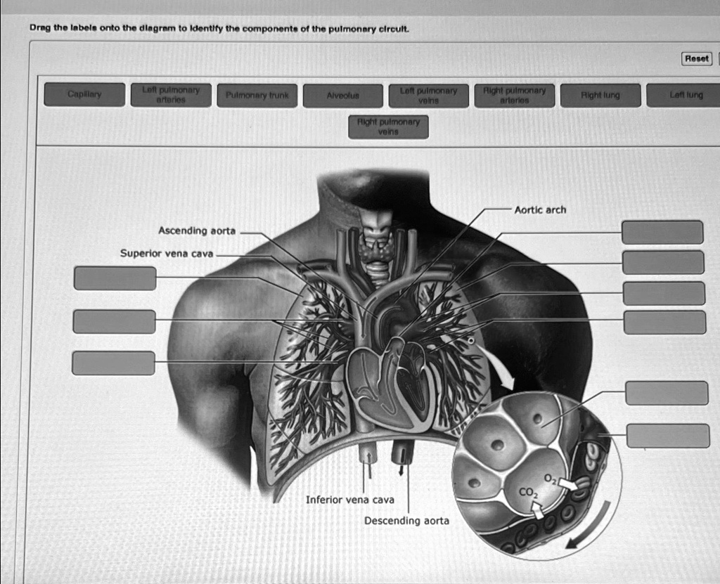 SOLVED: Drag the labels onto the diagram to identify the components of the pulmonary circuit ...