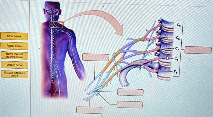 Ulnar nerve Radial nerve Nerve roots of brachial plexus Median nerve ...