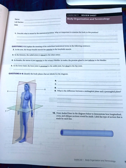 Body Organization And Terminology Answers