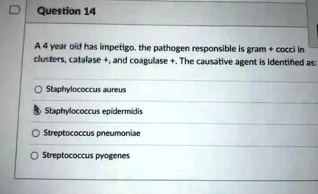 SOLVED: A 4-year-old has impetigo. The pathogen responsible is gram ...