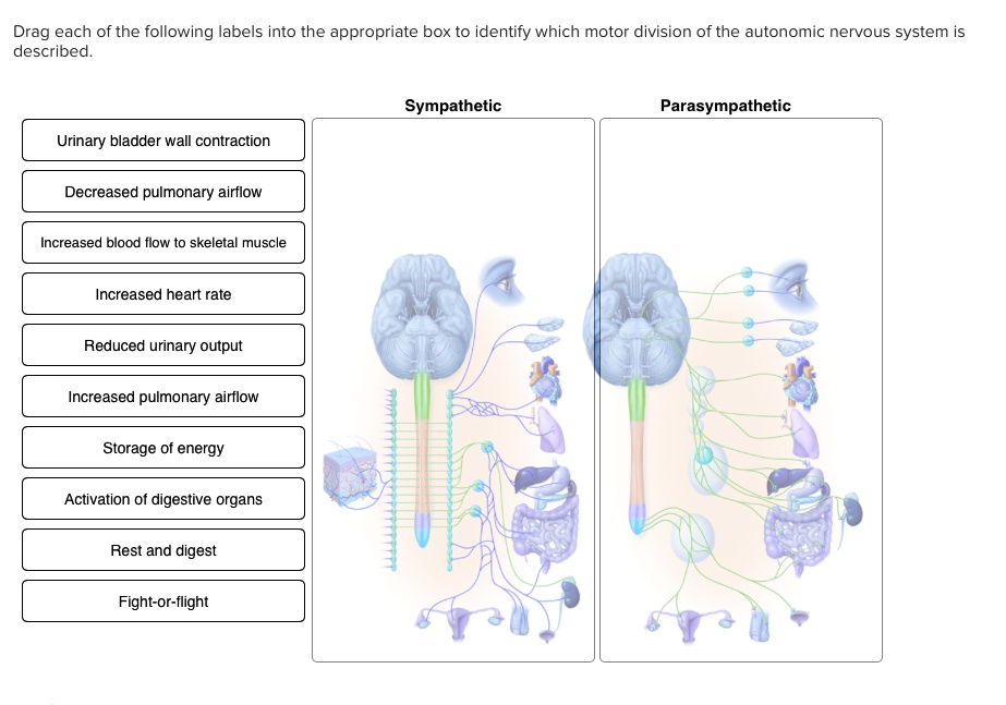 n drag each of the following labels into the appropriate box to identify which motor division of ...