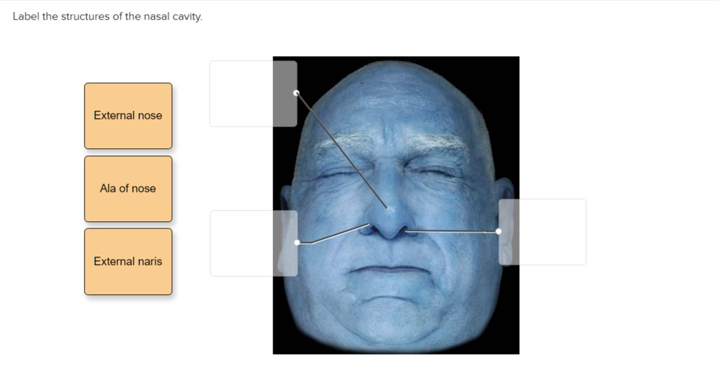 Label the structures of the nasal cavity. External nose Ala of nose ...