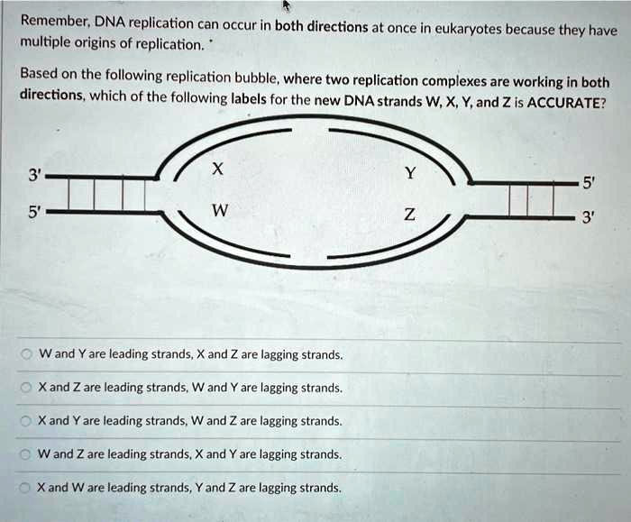 SOLVED: Remember,DNA replication can occur in both directions at once ... SOLVED: Remember,DNA replication can occur in both directions at once ...