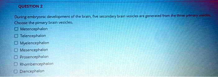 QUESTION 2 During embryonic development of the brain, five secondary ...