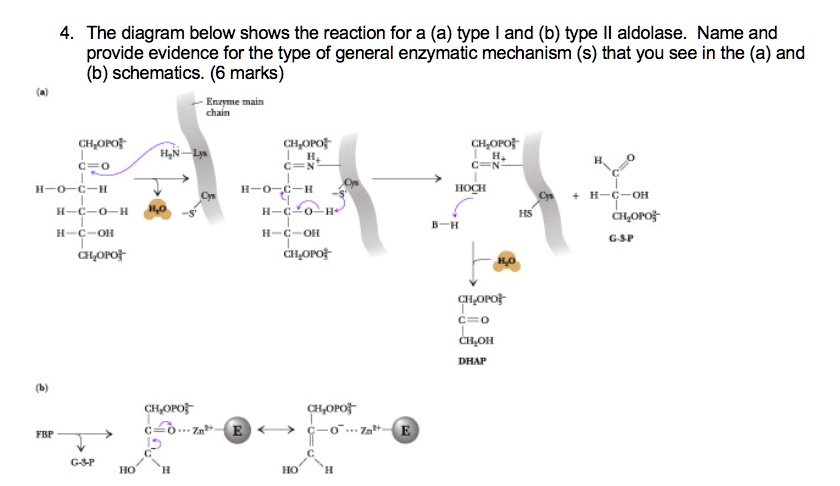 4. The diagram below shows the reaction for a (a) type I and (b) type ...
