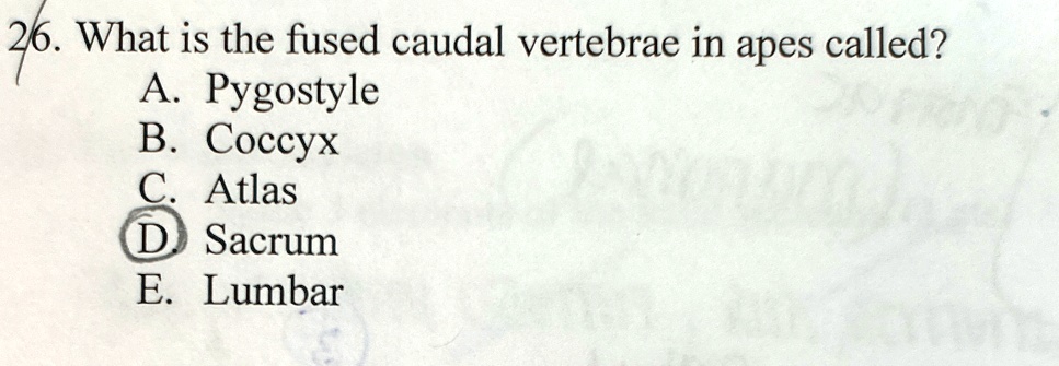 26 what is the fused caudal vertebrae in apes called a pygostyle b ...