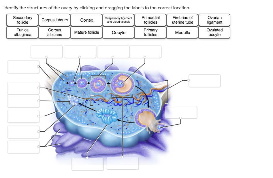 SOLVED: Identify the structures of the ovary by clicking and dragging ...