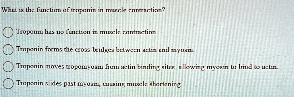 What is the function of troponin in muscle...