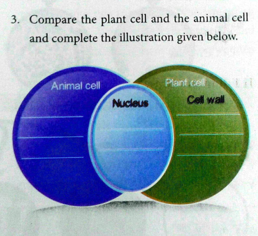 SOLVED: Compare the plant cell and the animal cell and complete the ...