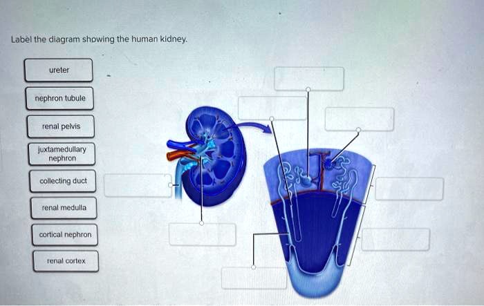label the diagram showlng the human kidney ureler nephron tubule renal ...