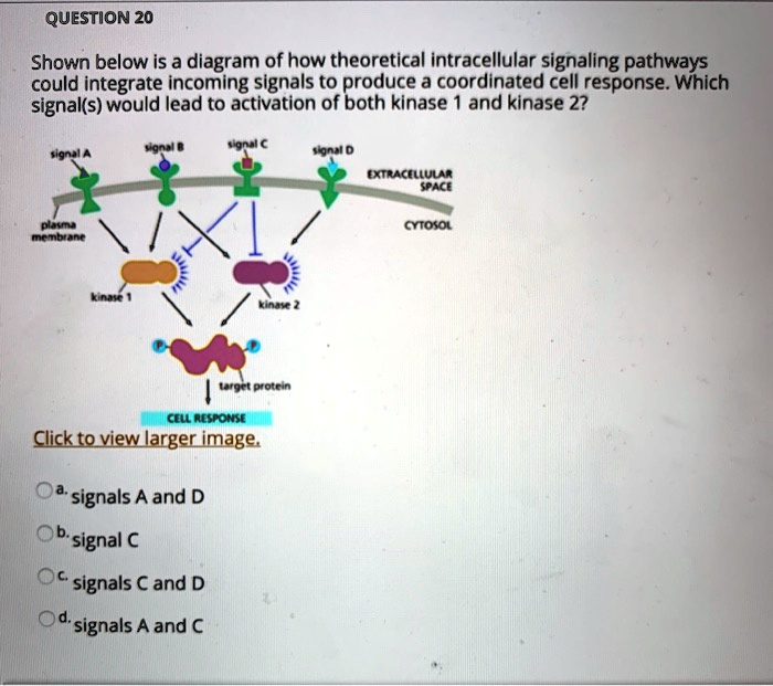 SOLVED: QUESTION 20 Shown below is a diagram of how theoretical ...