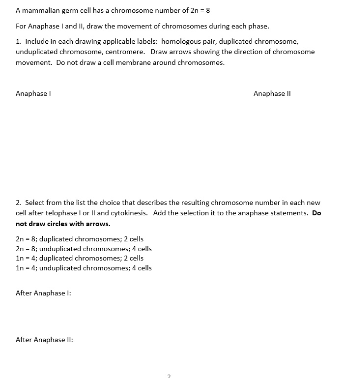 A mammalian germ cell has a chromosome number of 2n = 8 For Anaphase I ...