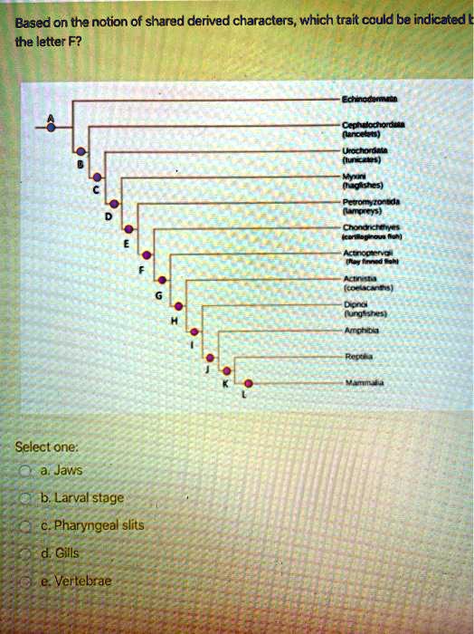 based on tha notion of shared derived characters which tralt could be ...
