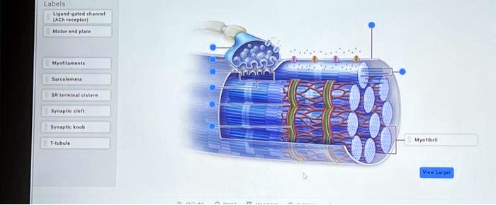 SOLVED: Texts: Labels Ligand-gated channel (ACh receptor) Motor end ...