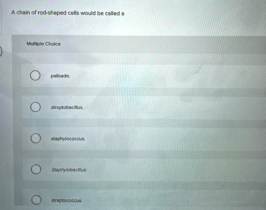 A chain of rod-shaped cells would be called a Multiple Choice palisade ...
