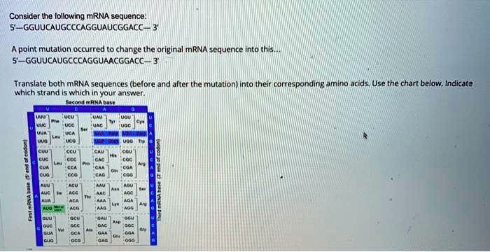 SOLVED: Consider the following mRNA sequence: GGUUCAUGCCCAGGUAUCGGACC ... SOLVED: Consider the following mRNA sequence: GGUUCAUGCCCAGGUAUCGGACC ...
