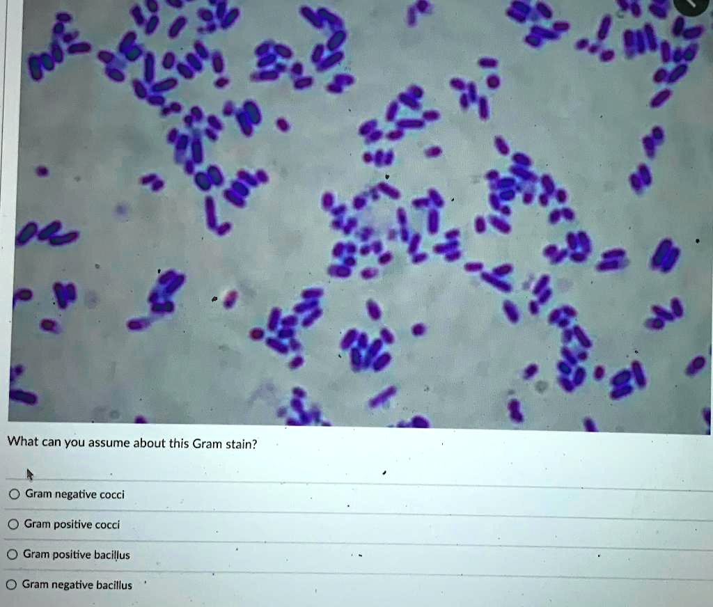 What can you assume about this Gram stain? Gram negative cocci Gram positive cocci Gram positive ...