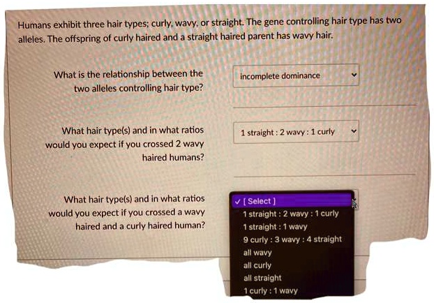 humans exhibit three hair types curly wavy or straight the gene ...