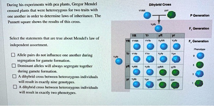 SOLVED: During his experiments with pea plants, Gregor Mendel crossed ...