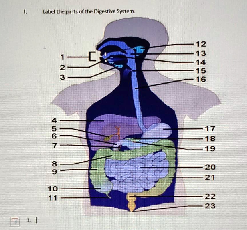 Label the parts of the Digestive System. 1 2 3 4 5 6 7 8 9 10 11 12 13 14 15 16 17 18 19 20 21 22 23