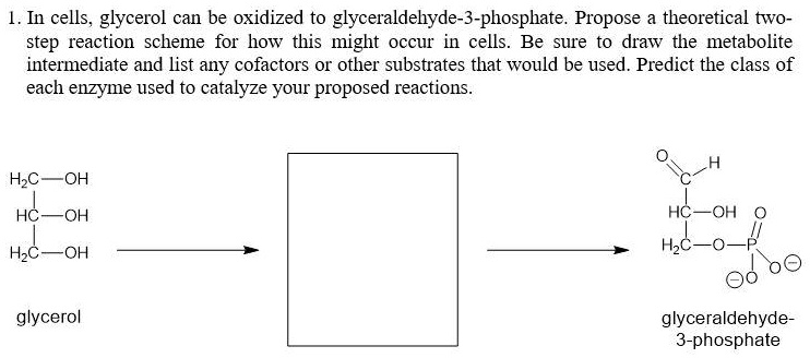 Glyceraldehyde 3 Phosphate