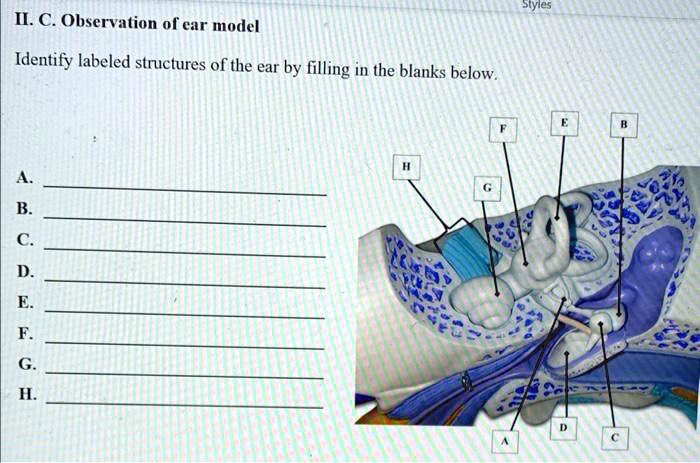 SOLVED: Identify labeled structures of the ear II.C. Observation of ear ...