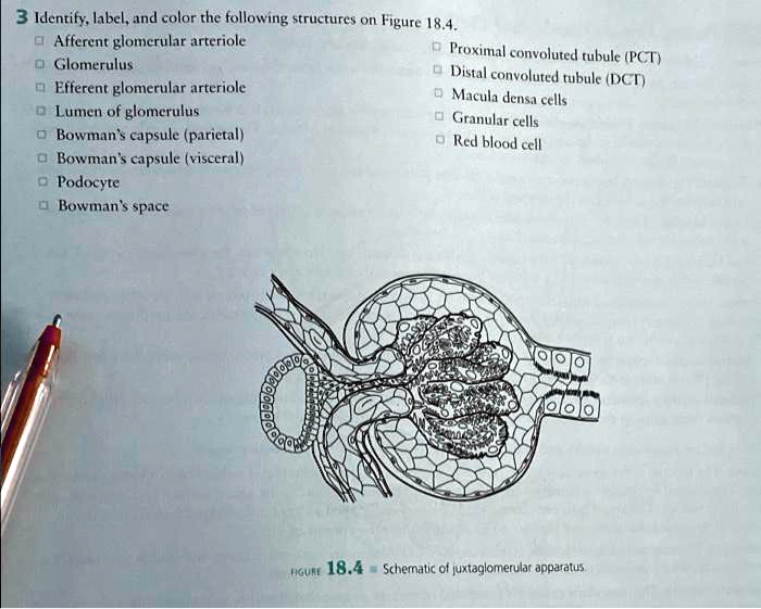 SOLVED: Identify, label, and color the following structures on Figure ...