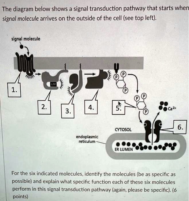 The diagram below shows a signal transduction pathway that starts when ...