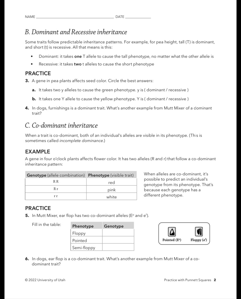 practice with punnett squares name date b dominant and recessive ...