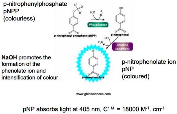 p nitrophenylphosphate pnpp colourless ho photphatote p nitrophenol 0 ...