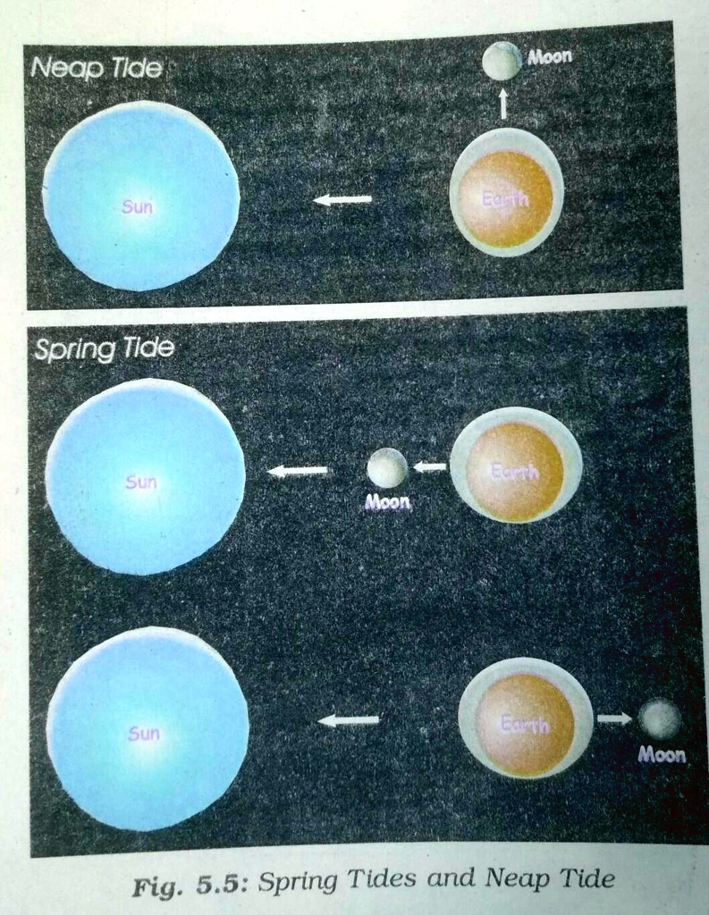 SOLVED: Draw the diagram of spring tide and neap tide. Is it right or ...