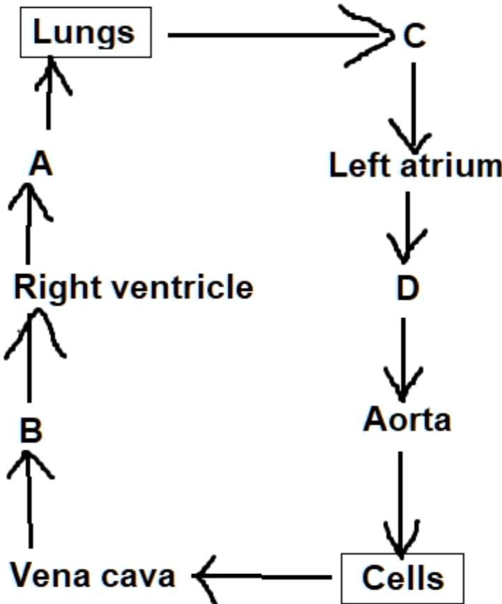 Lungs ?C ? A ? Left atrium Right ventricle ? ? D B ? ? Aorta Vena cava ...